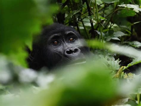 Gorilla Habituation Experience Vs Gorilla Trekking Trek Africa