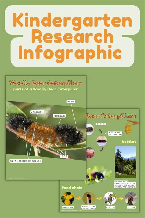 Woolly Bear Caterpillars Life Cycle More Early Reader Infographic