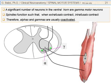 Upper And Lower Motor Neurons Flashcards Quizlet