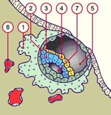 Midterm Diagram 8 Diagram Quizlet