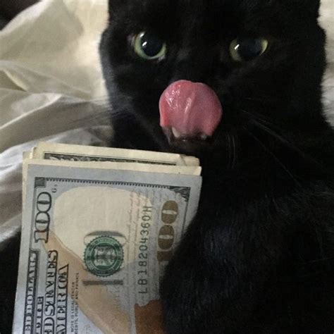 Pin by 𝗥𝗲𝗮𝗹𝗲 𝘁 on life in 2023 Pretty cats Funny cat pictures Black