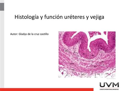 Histologia Ureteres Y Vejiga UDocz