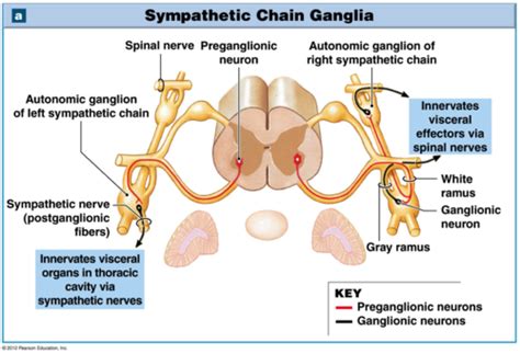 Autonomic Nervous System Flashcards Quizlet