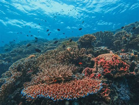 Surga Bawah Laut Pulau Maratua Cocok Buat Healing GenPI Co KALTIM