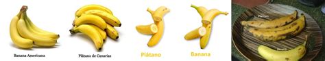 Sabes Diferenciar Un Pl Tano De Una Banana Actualidadchaco