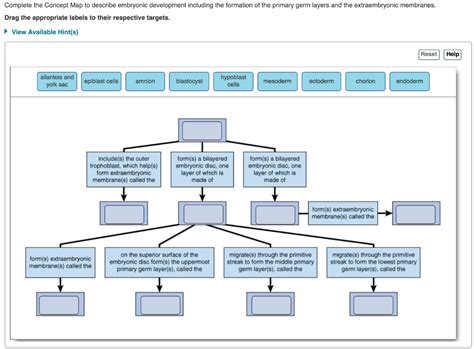 Concept Map Overview Of Embryonic Development United States Map