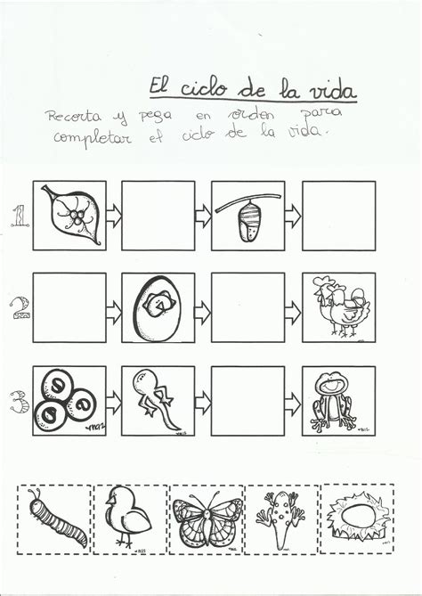 Actividades Sobre Los Seres Vivos