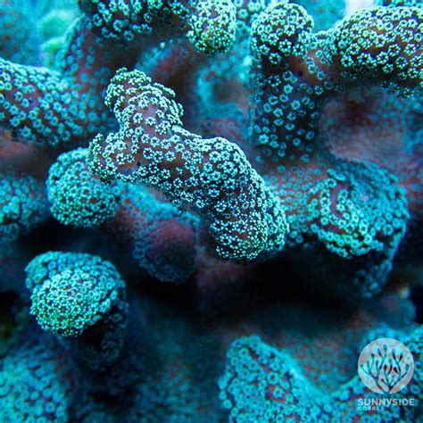 Sps Corals For Beginners