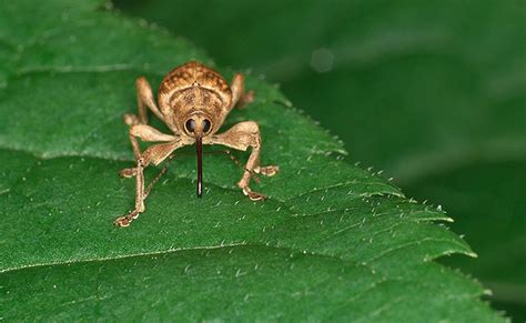 Le charançon qui est cet insecte ravageur