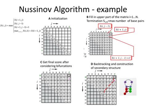 cpugpu hybrid accelerating the zuker algorithm for rna
