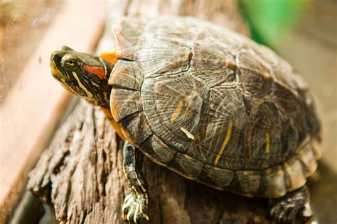 Serupa Tapi Tak Sama Ini Perbedaan Penyu Dan Kura Kura
