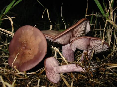 Champignons 9 variétés à cueillir sans inquiétude
