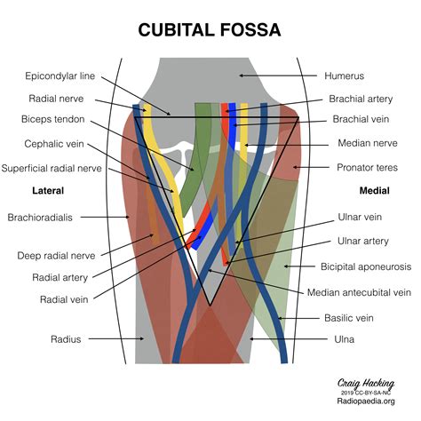 Radiopaedia Drawing Contents Of Superficial Cubital Fossa English