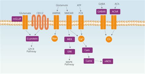 Neuronal Signaling Signaling Pathway AbMole BioScience