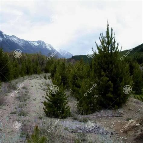 Campo En Venta Recreativo 20 Has El Foyel Río Negro Agrofy