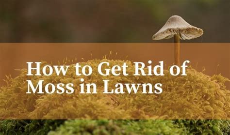How To Get Rid Of Moss In Lawns Lawn Mower Hut Lawn Mower Moss