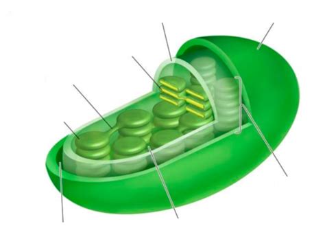 Biology Photosynthesis And Cellular Respiration Flashcards Quizlet