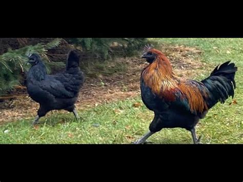 Mystic Onyx Chicks Youtube
