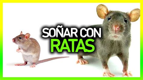 Qué significa SOÑAR CON RATAS Significado de los Sueños YouTube
