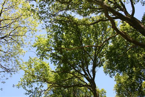 Fotos gratis árbol naturaleza bosque césped rama cielo luz de