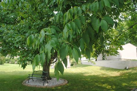 Photo Of The Leaves Of White Ash Fraxinus Americana Autumn Purple