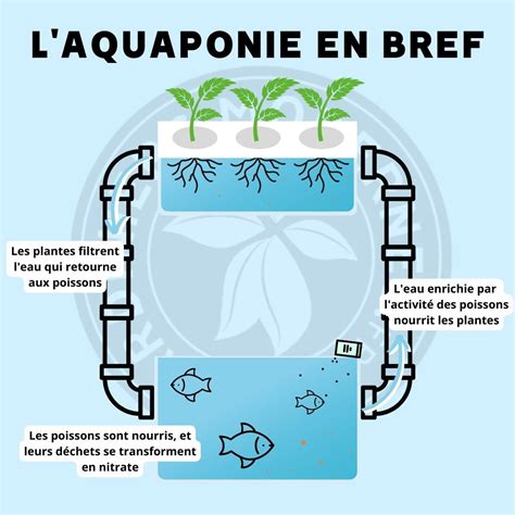 L Aquaponie Qu Est Ce Que C Est Les Jardiniers Modernes