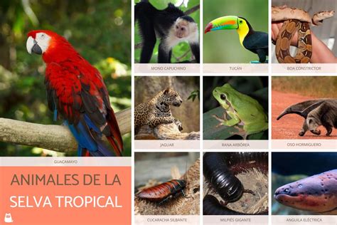 70 animales de la selva Tropical peruana amazónica y misionera con