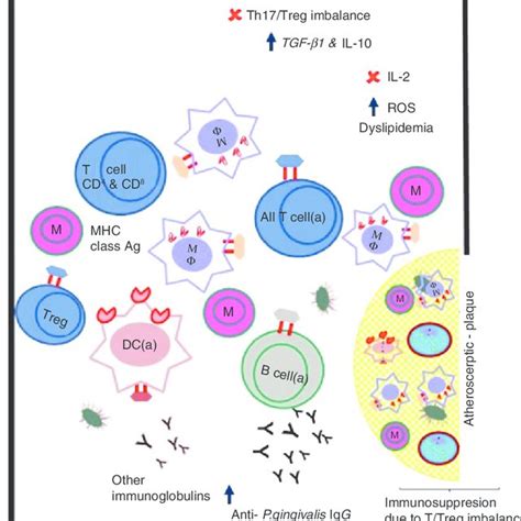 P Gingivalis And Its Presumed Contribution To Atherosclerosis Via