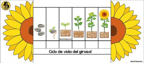 Plantilla Para Armar El Ciclo De De Los Girasoles Actividad De Arte Y