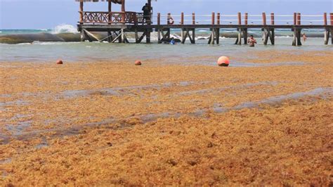 Algas contienen peligrosa bacteria que pone en peligro a bañistas
