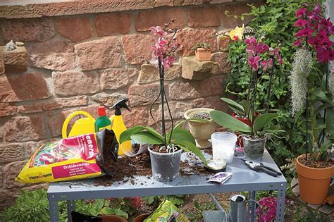 Orchideen Umtopfen Anleitung Von HORNBACH
