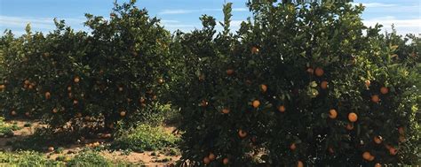 Details 48 cuantos árboles de naranja caben en una hectárea Abzlocal mx