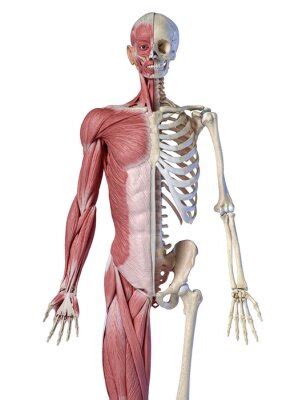 Human Full Body Skeleton With Muscles Veins And Arteries 3d Peintures
