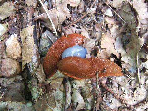 Huevos de babosa comprensión de su ciclo de vida e impacto en los jardines