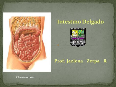 Intestino Delgado UDocz