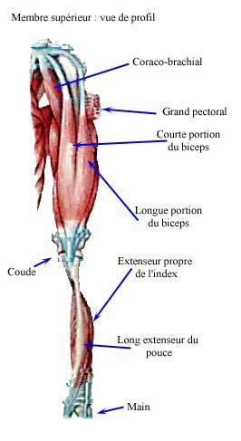 Anatomie des muscles du membre supérieur avec images Anatomie des