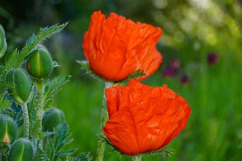 Mohnblumen Blumen Knospen Kostenloses Foto Auf Pixabay Pixabay