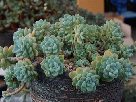 Suculentas Conozca Las Principales Variedades Y C Mo Cultivarlas El