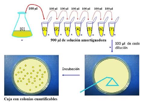 Método de recuento por plaqueo Download Scientific Diagram