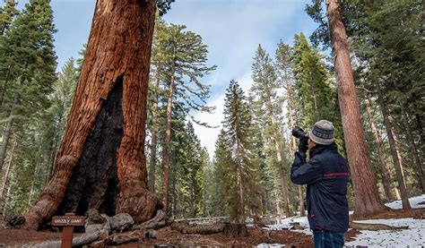 Mariposa Grove Of Giant Sequoia Trees Yosemite National Park