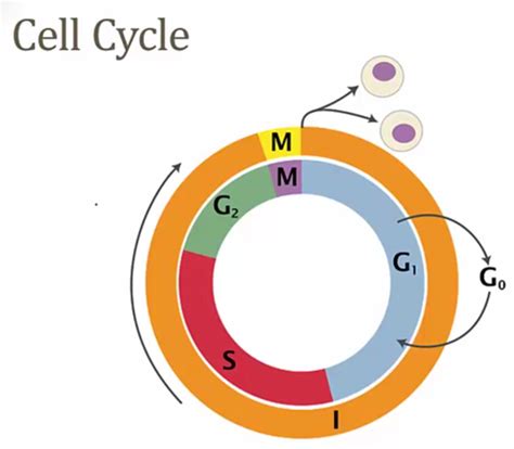 Cell Bio Flashcards Quizlet