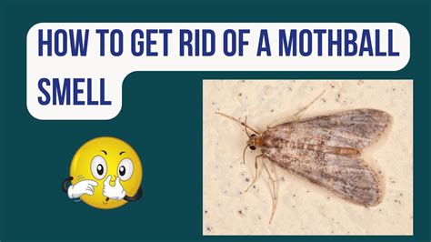 How To Get Rid Of A Mothball Smell YouTube