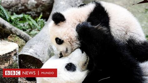 Actualizar 181 images porque el oso panda está en peligro de extinción
