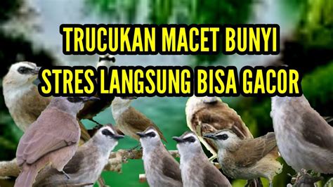 Terapi Trucukan Agar Rajin Bunyi Pagi Siang Malam YouTube
