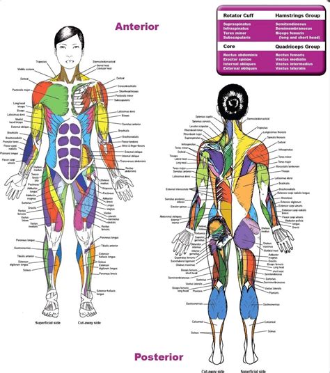 Diagram Of Female Anatomy With Labels