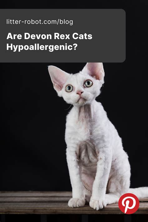 Are Devon Rex Cats Hypoallergenic Litter Robot