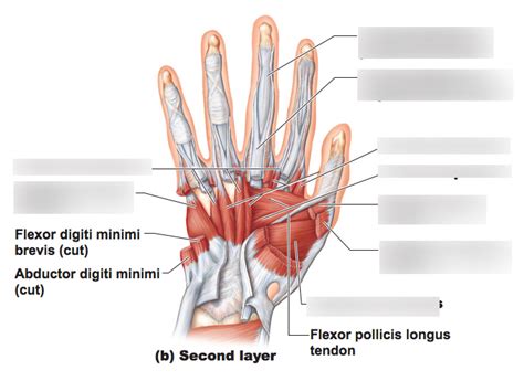 Gross Anatomy Of The Intrinsic Muscles Of The Hand Diagram Quizlet