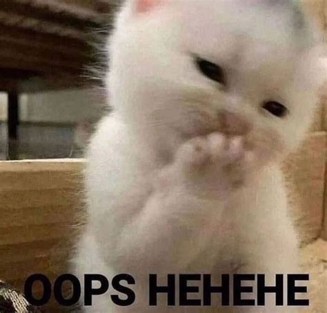 The Spicy Felines Running Amuck Leaving Hoomans All Over Awwestruck