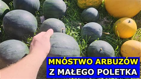 Najlepsza Uprawa Arbuza jak Uprawa Ogórków gruntowych 3w1 Zbiory