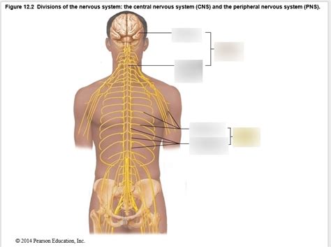 Divisions Of The Nervous System The Cns And Pns Diagram Quizlet